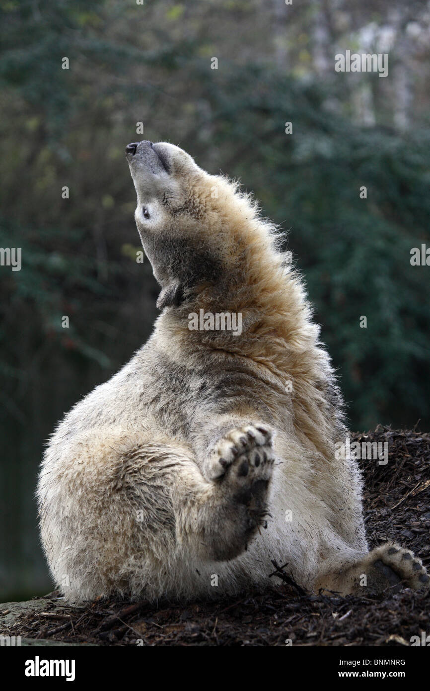 The polar bear called Knut at the Berlin Zoo, Germany Stock Photo - Alamy