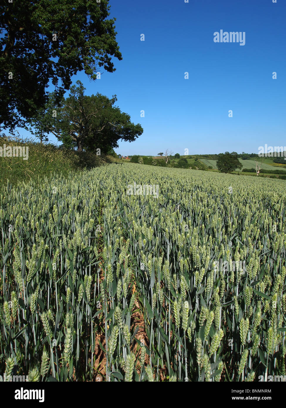 crops in a field in the countryside Stock Photo - Alamy