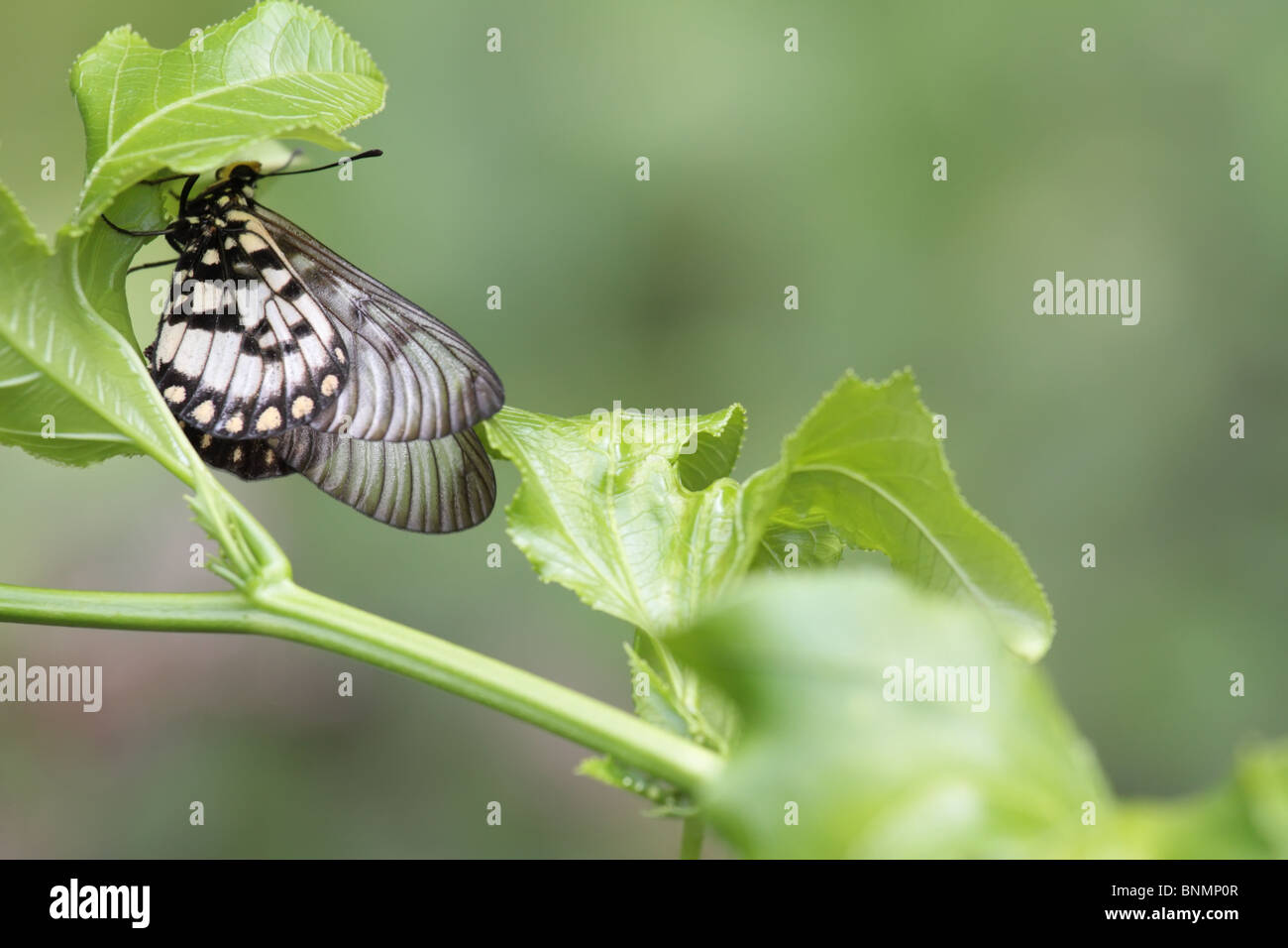 Eggs Laying Insects Stock Photo - Alamy