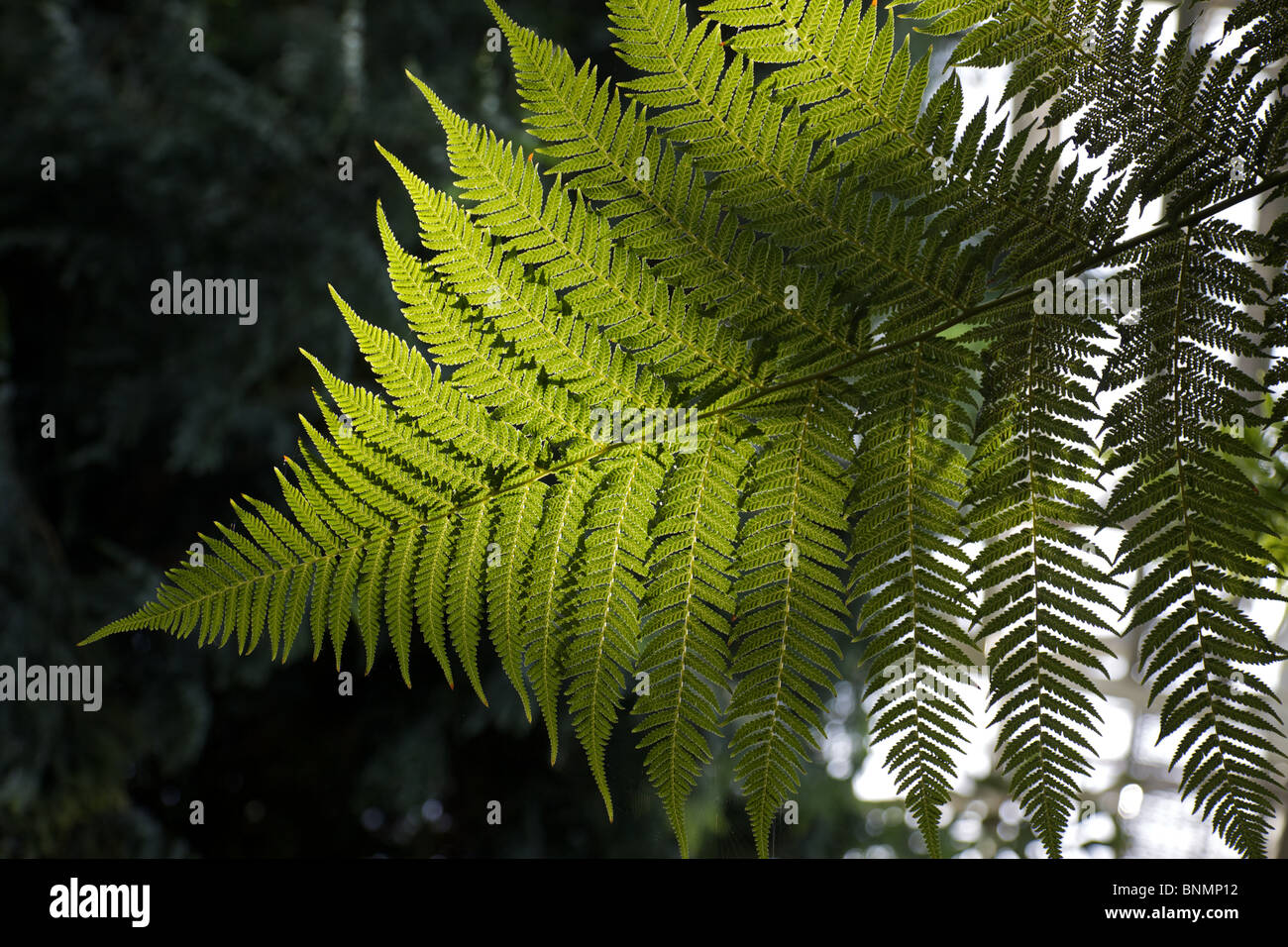 A fern leaf Stock Photo - Alamy