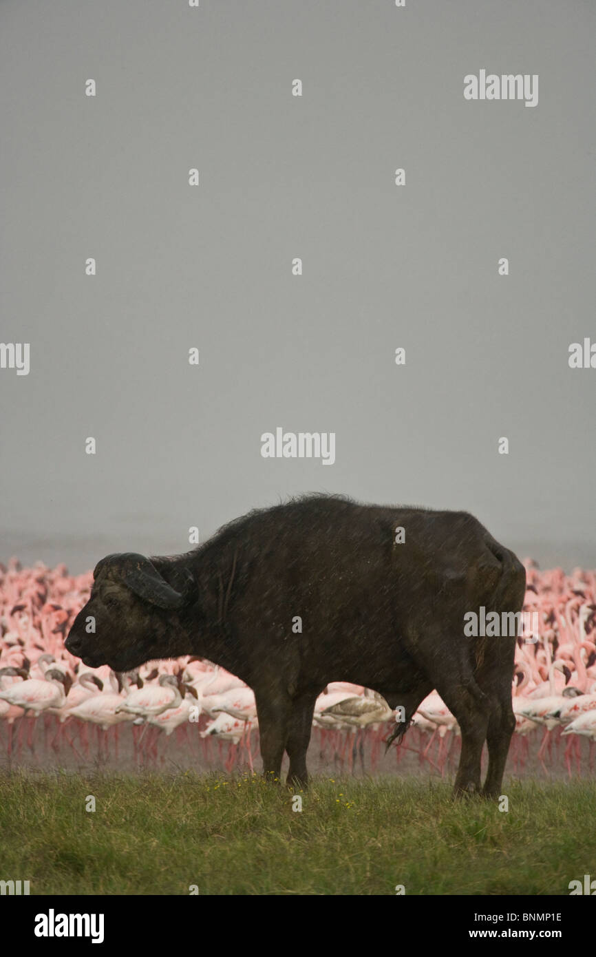 Buffalo in rain hi-res stock photography and images - Alamy