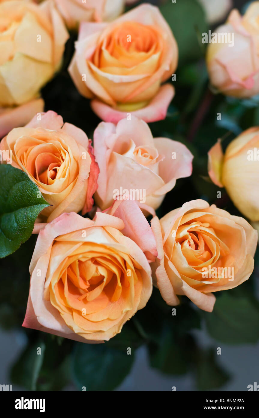 Opening roses hi-res stock photography and images - Alamy