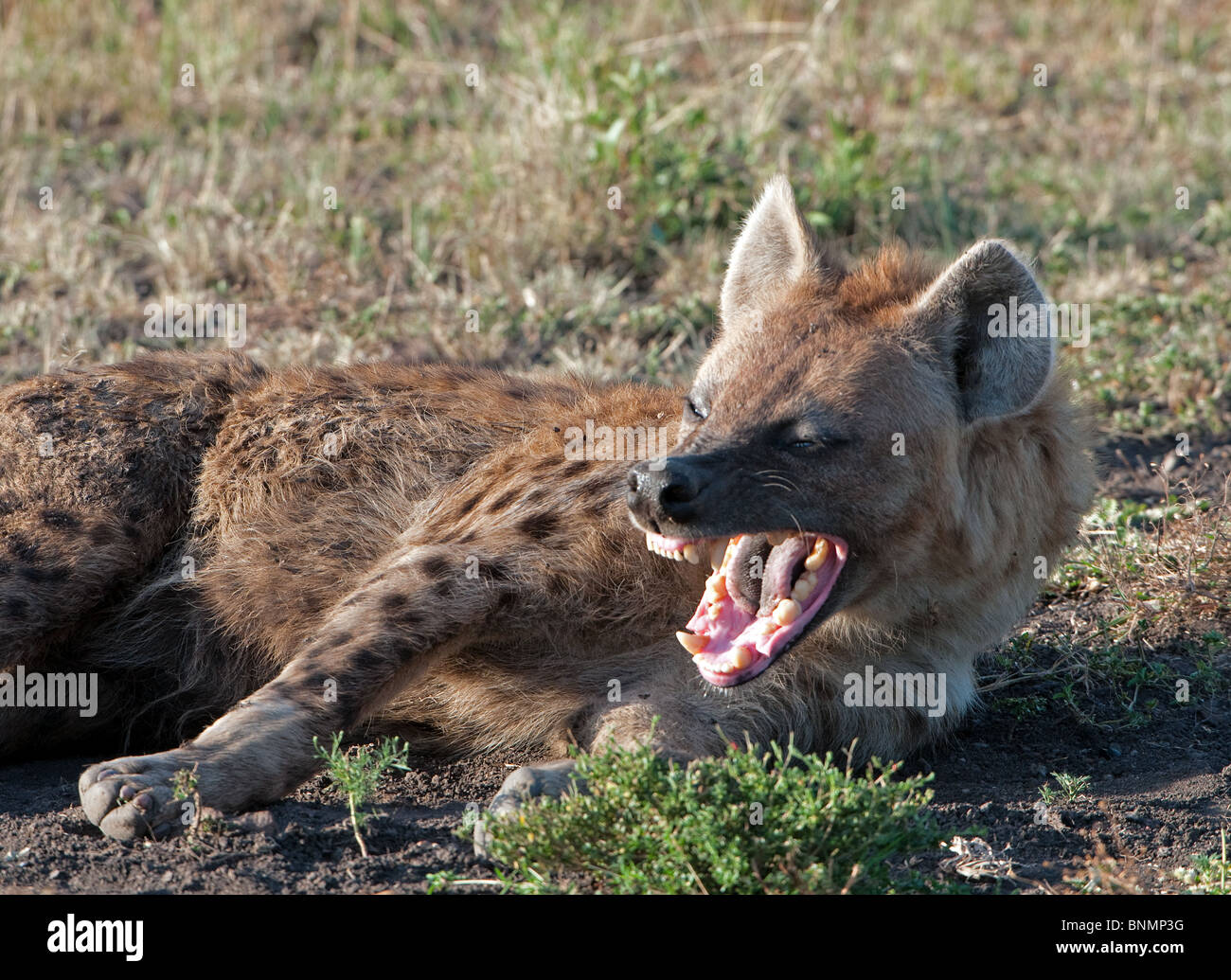 Spotted hyena (Crocuta crocuta) snarling in Masai Mara, Kenya, Africa ...