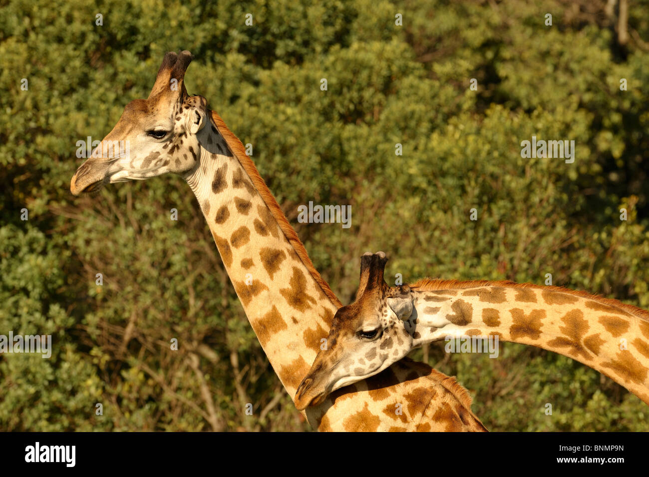 Masai Giraffes, Giraffa camelopardalis tippelskirchi, also known as ...