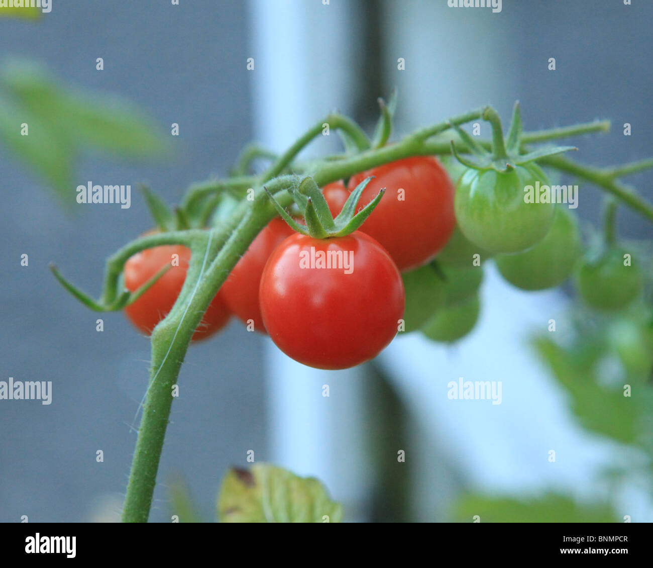 tomatoes on vine Stock Photo - Alamy