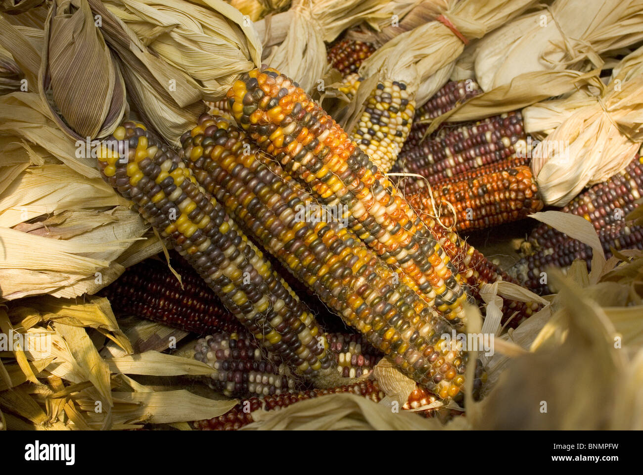 Colored Corn on the Cob Stock Photo - Alamy