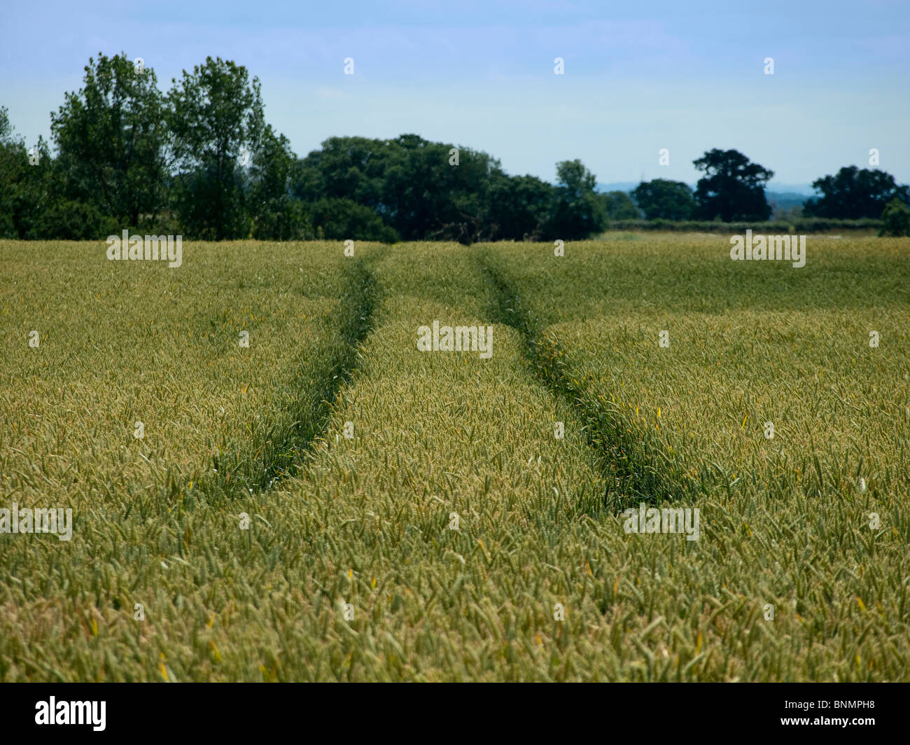 crops growing in a field Stock Photo - Alamy