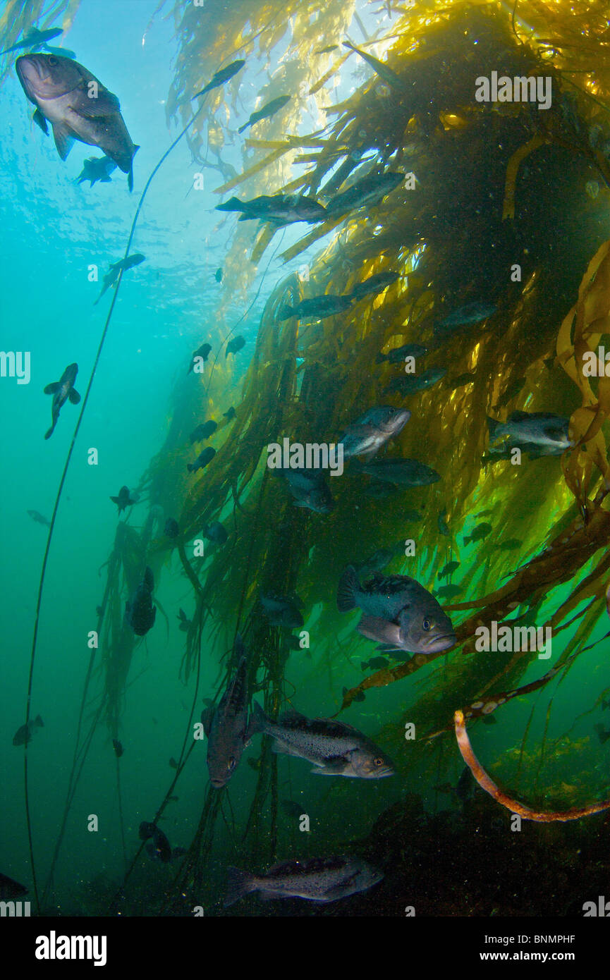 Vancouver Island British Columbia Canada diving in Port Hardy Stock ...