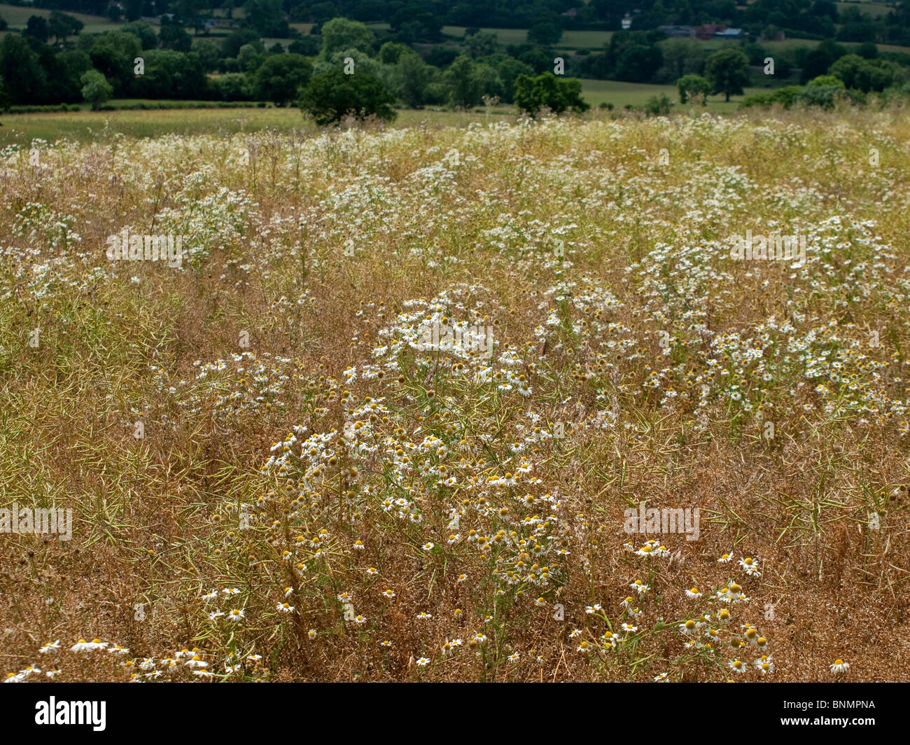 crops growing in a field Stock Photo - Alamy
