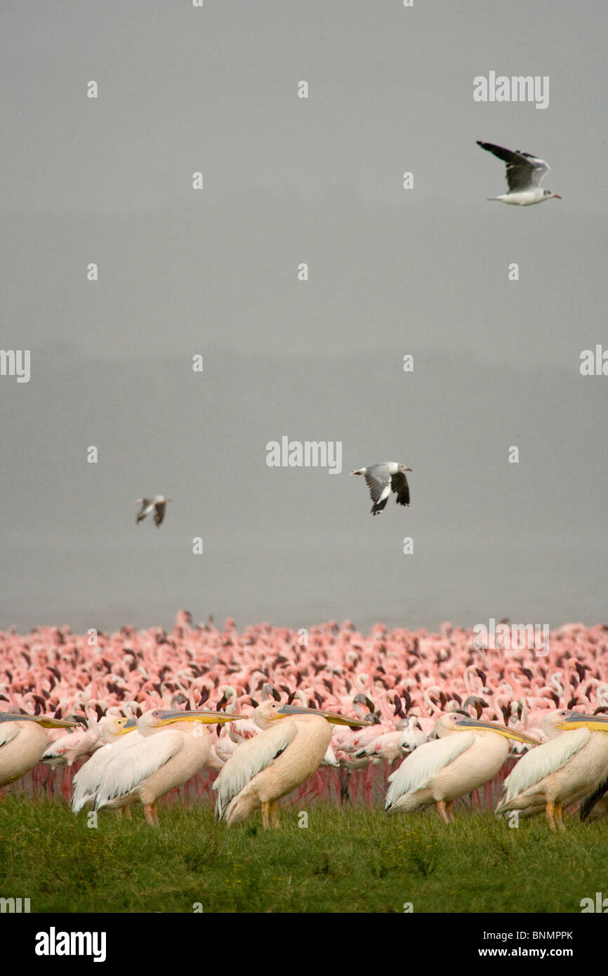 Pink Flamingos in the rain at Lake Nakuru, Kenya, Africa Stock Photo ...