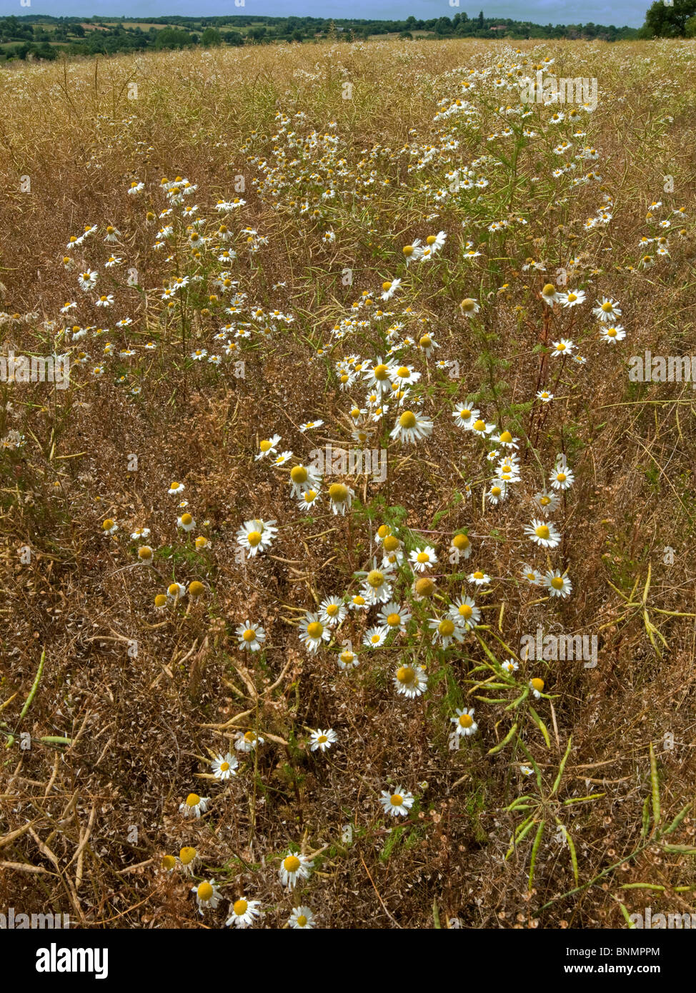 Barley field daisies hi-res stock photography and images - Alamy
