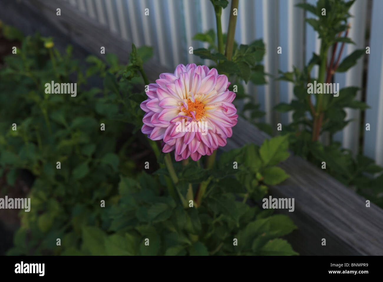 Single dahlia hi-res stock photography and images - Alamy