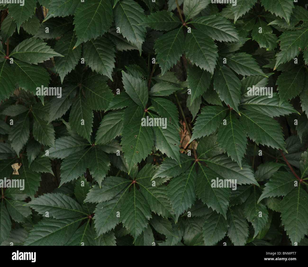 Sharp edges leaves hi-res stock photography and images - Alamy