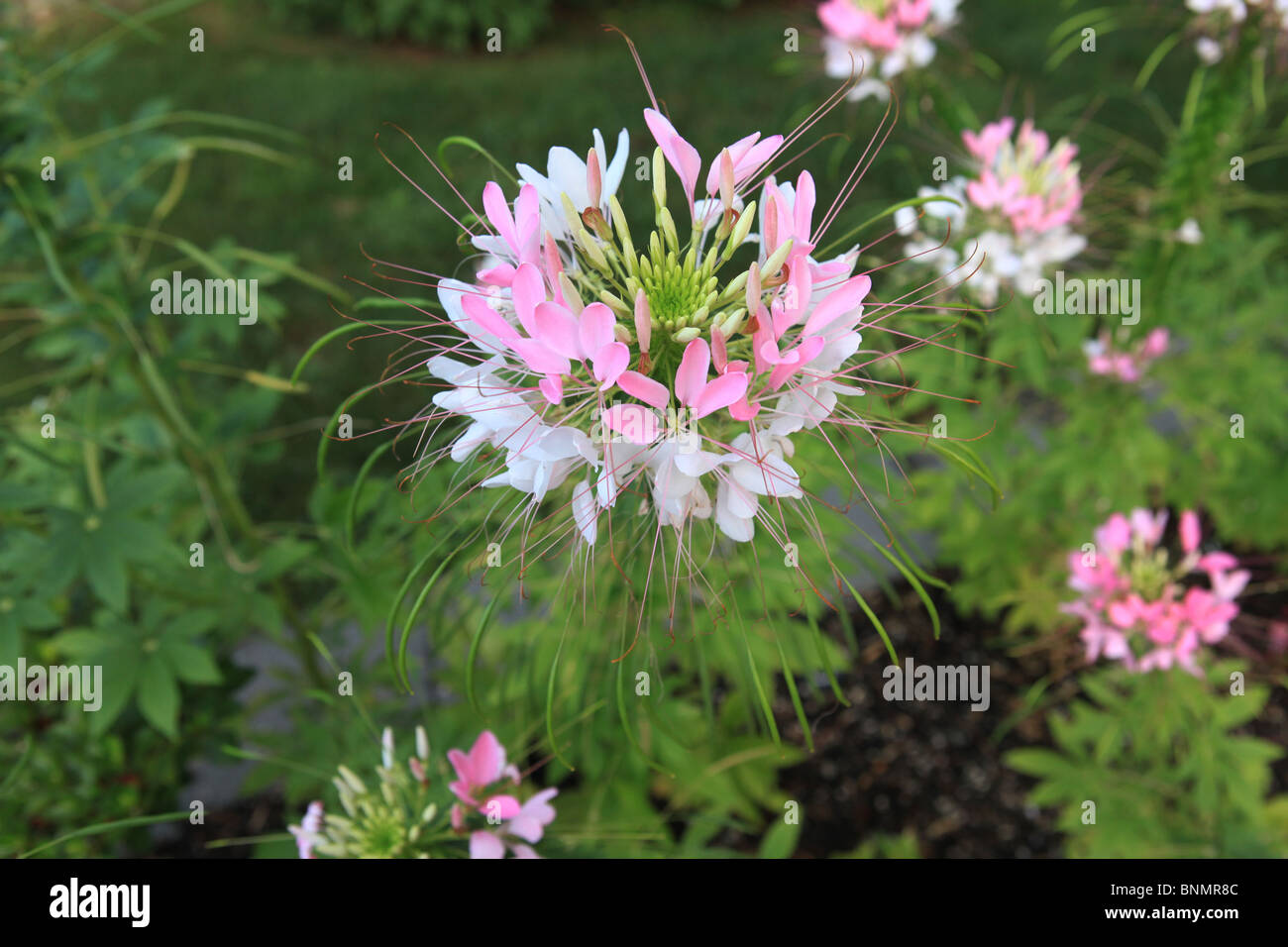 Cleome hi-res stock photography and images - Alamy