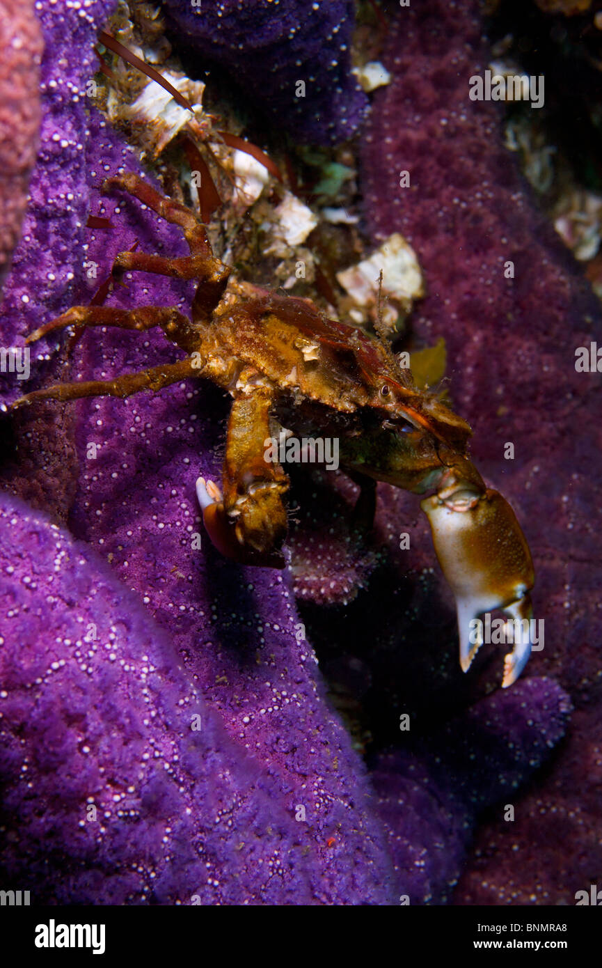 Decorated warbonnet fish hi-res stock photography and images - Alamy