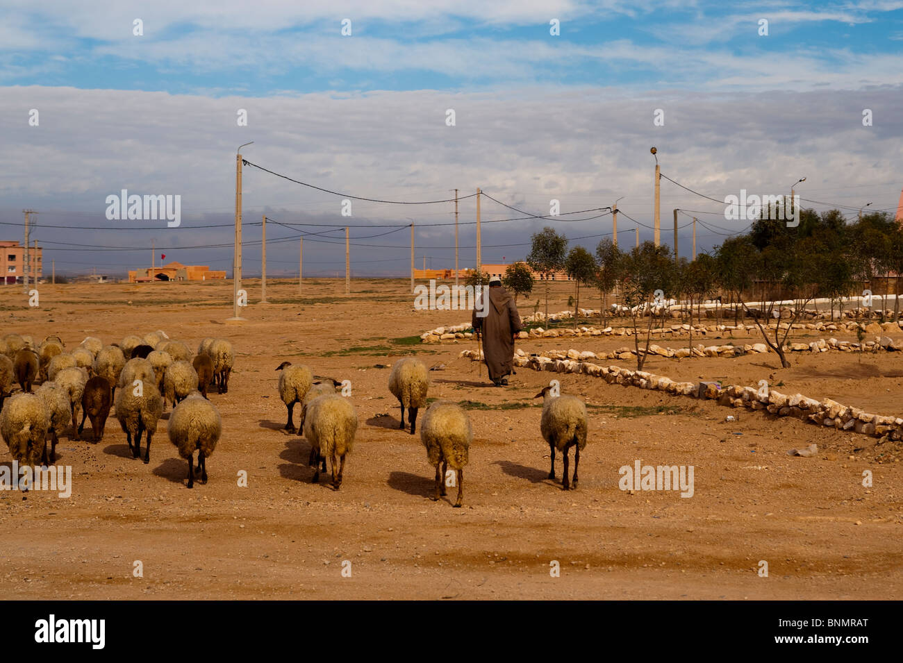 Sheeps and shepherd, Oujda, Oriental Region, Morocco Stock Photo - Alamy