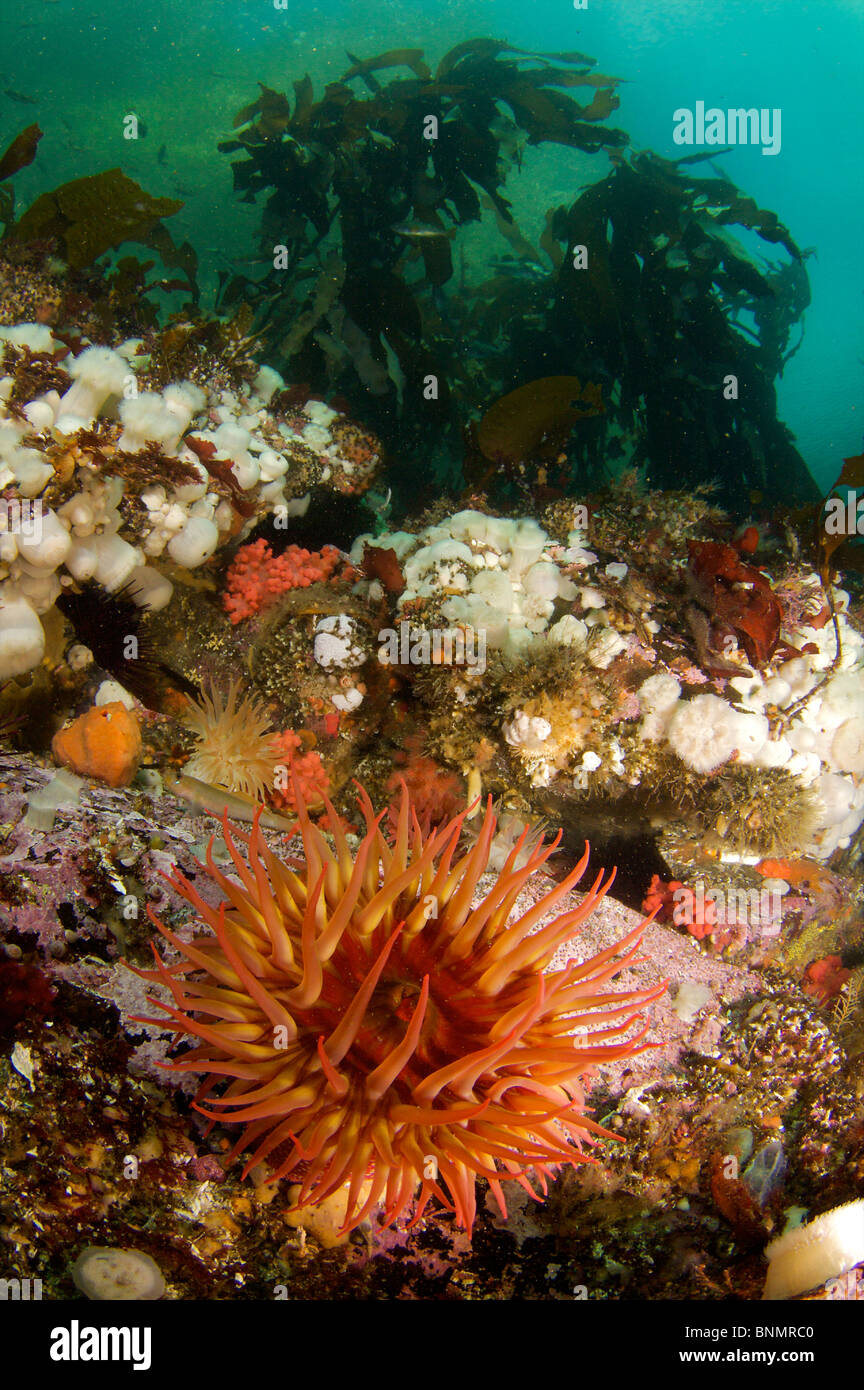 Vancouver Island British Columbia Canada diving in Port Hardy Stock ...