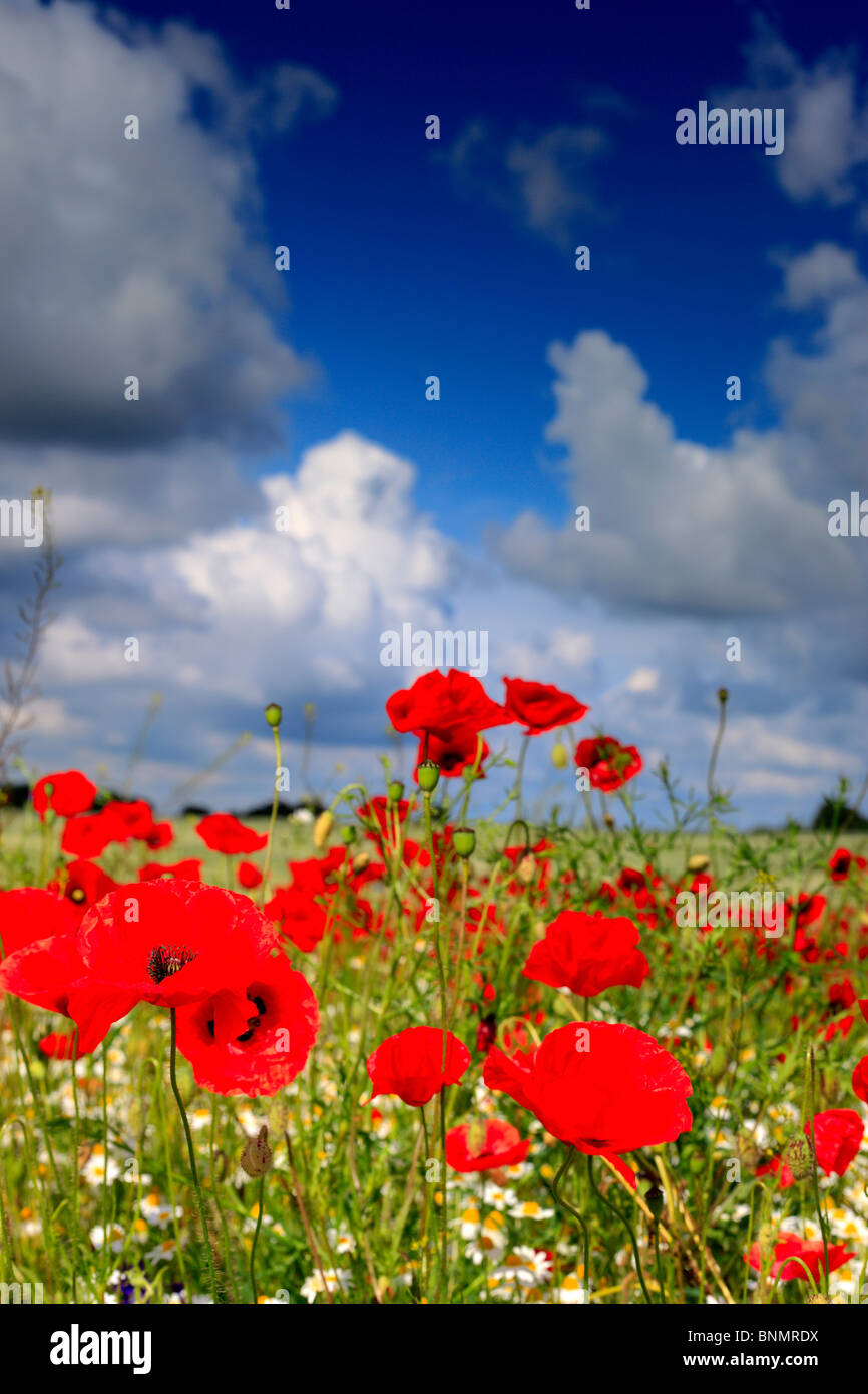 Ukraine Ukrainian Europe European East Europe Red poppy poppies field ...