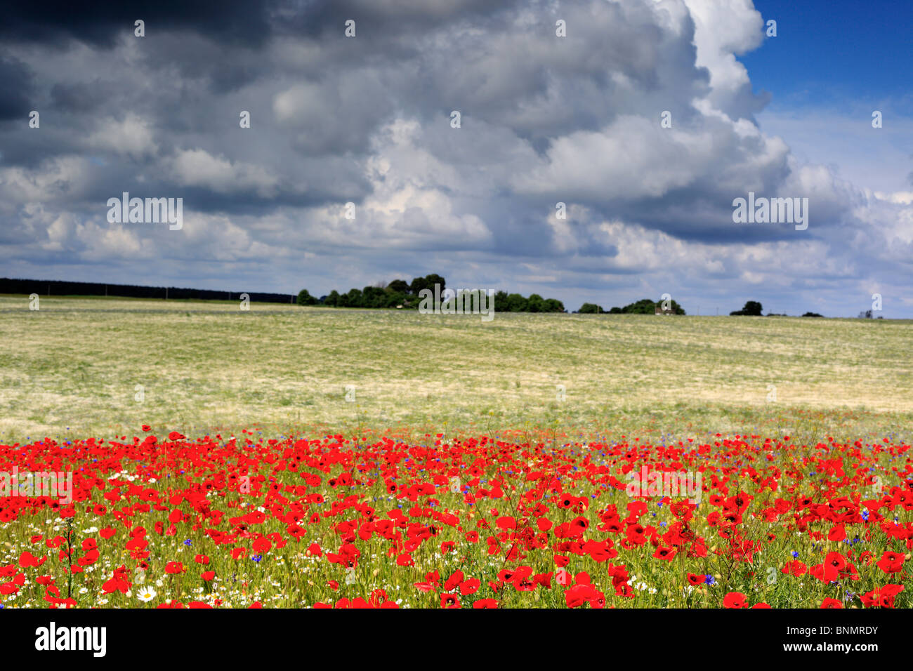Ukraine Ukrainian Europe European East Europe Red poppy poppies field ...