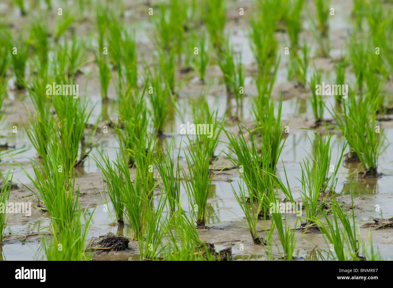 Paddy field irrigation hi-res stock photography and images - Alamy