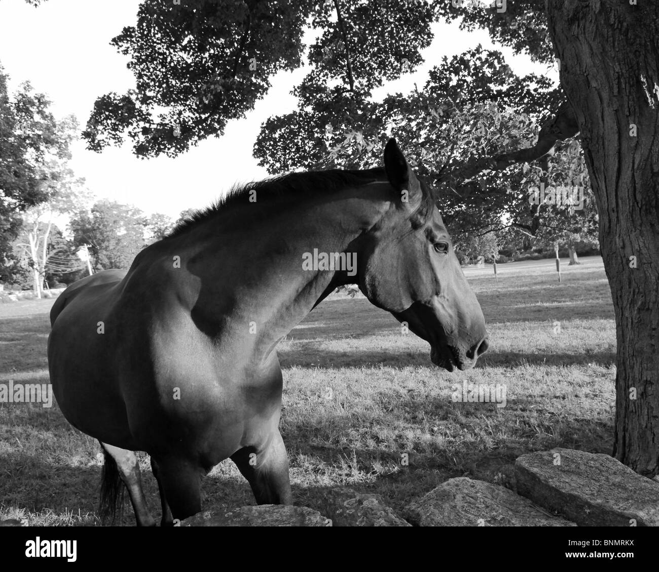 3 4 profile hi-res stock photography and images - Alamy