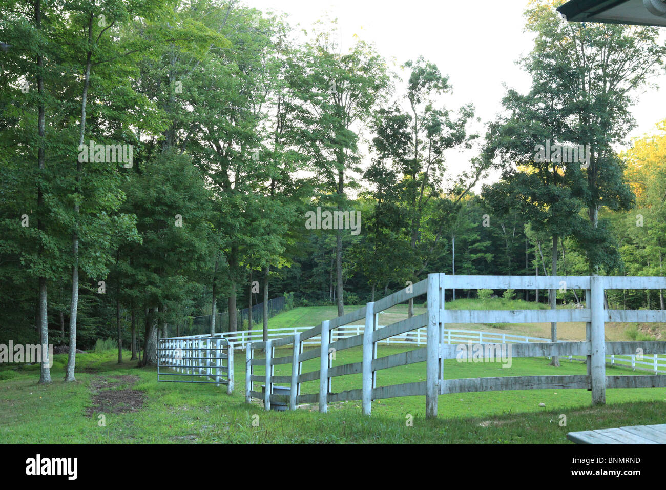 Horse by white fence hi-res stock photography and images - Alamy