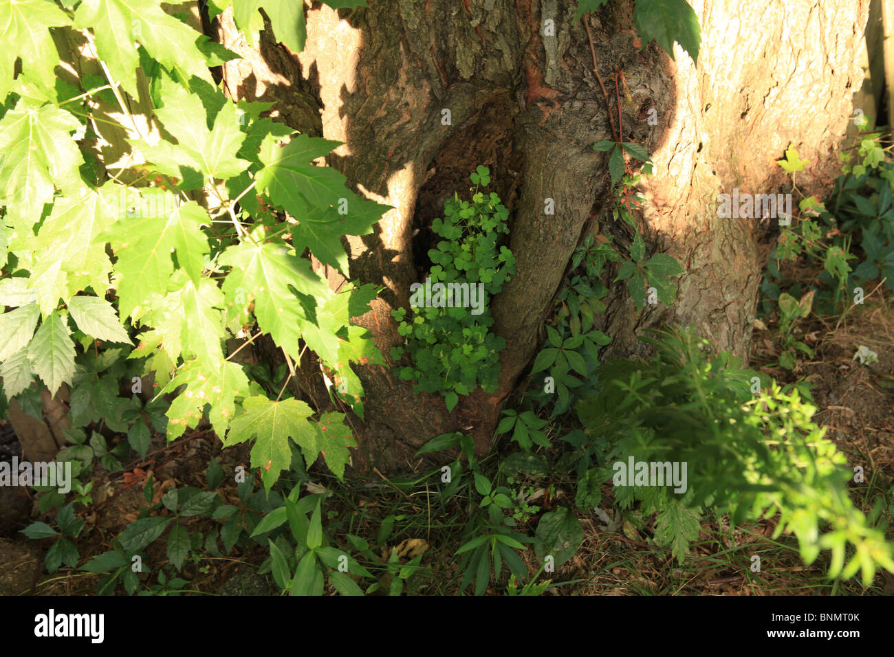 Growing out tree hi-res stock photography and images - Alamy