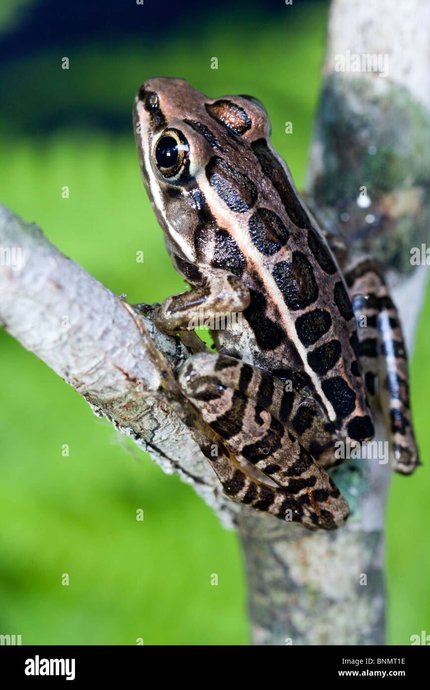 Amphibian north carolina hi-res stock photography and images - Alamy