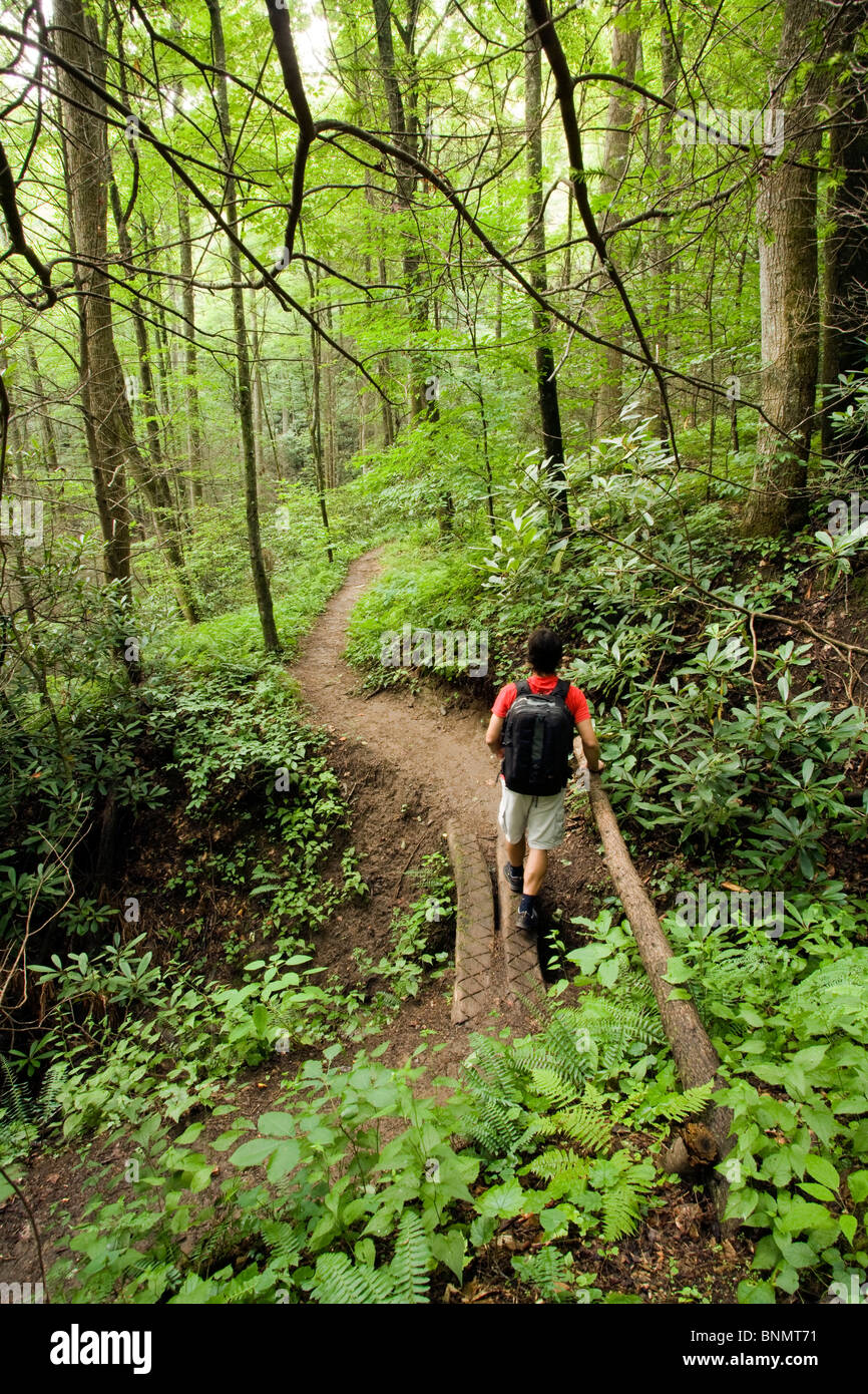 Hiker on North Slope Trail - Pisgah National Forest, near Brevard ...