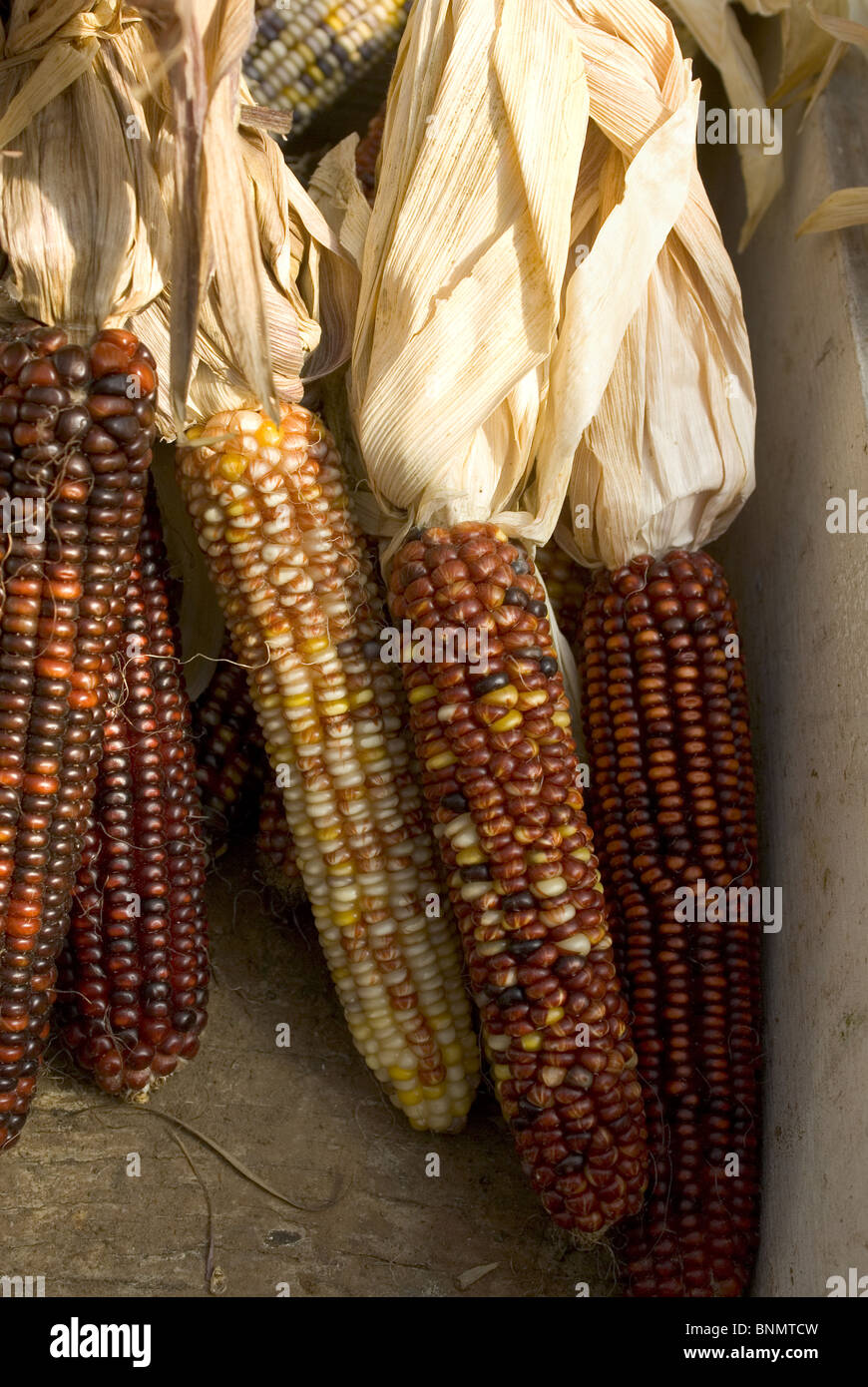Colored Corn on the Cob Stock Photo - Alamy