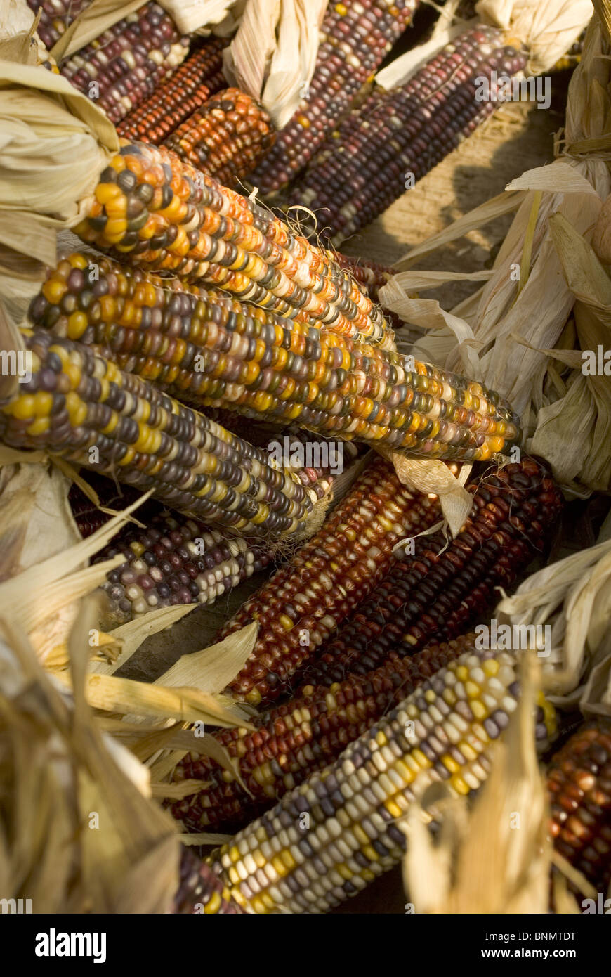 Colored Corn on the Cob Stock Photo - Alamy