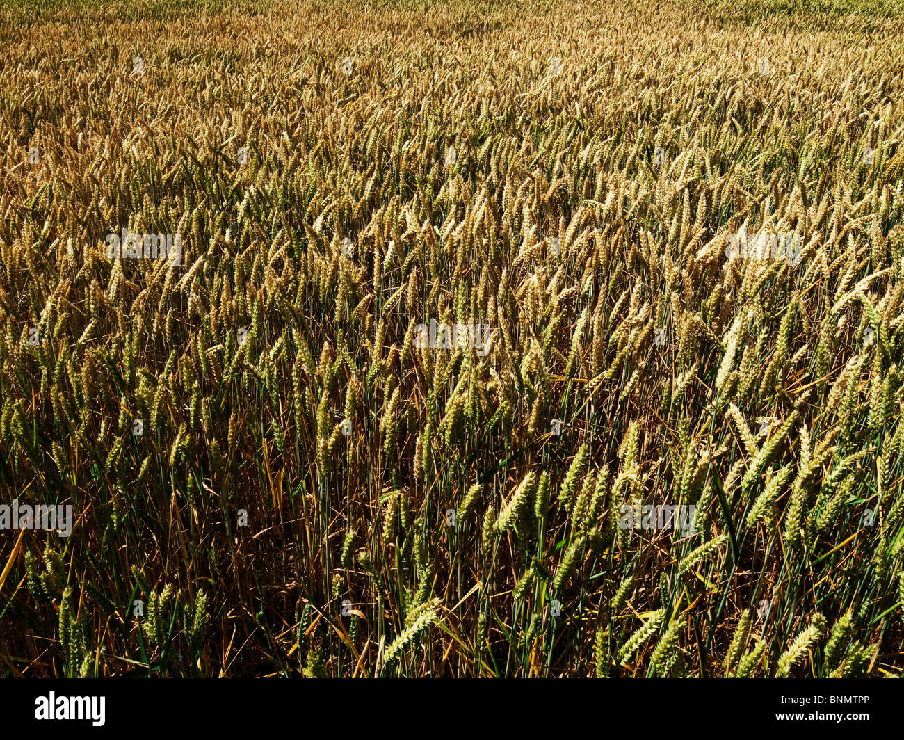 crops growing in a field Stock Photo - Alamy