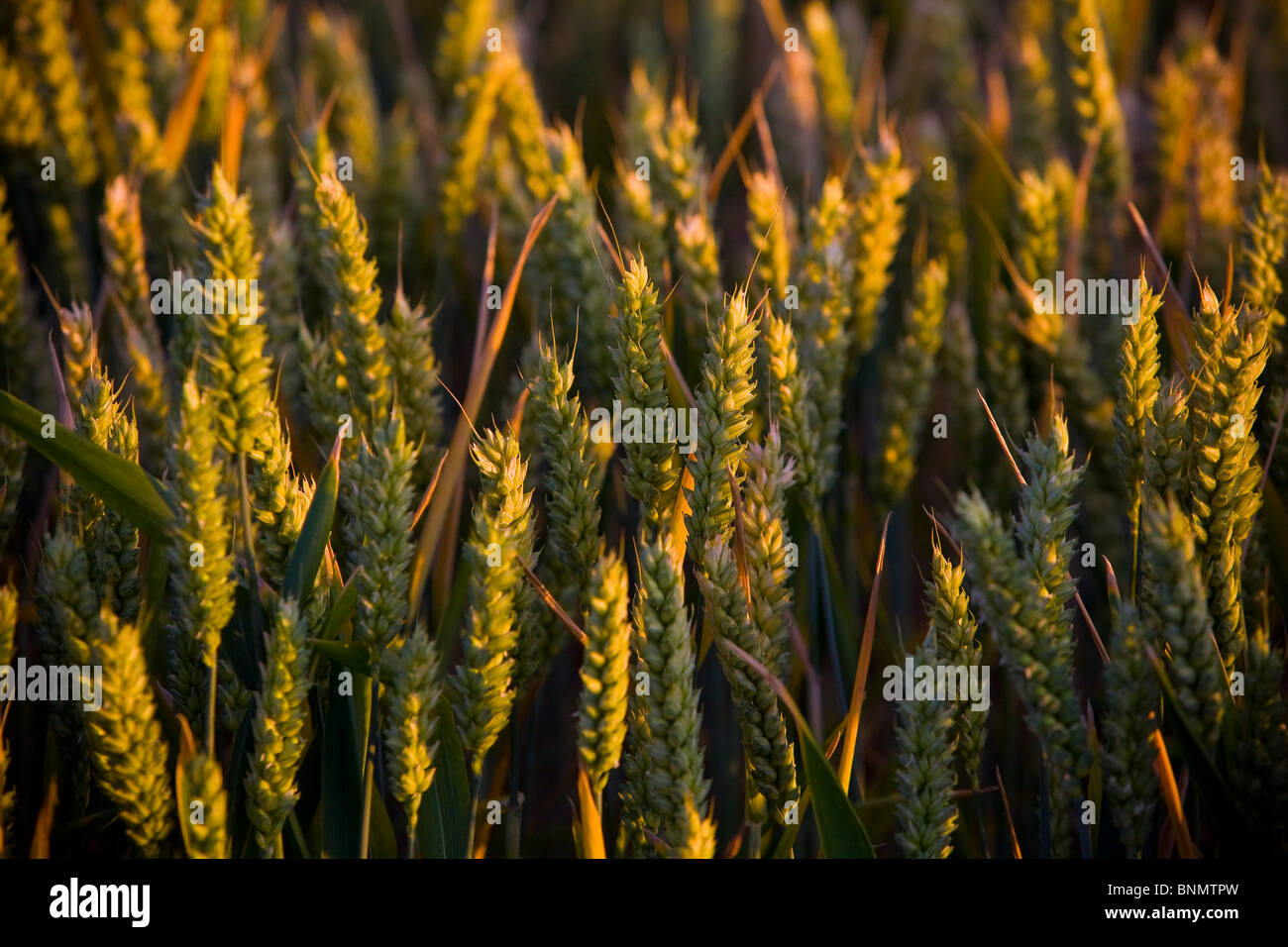 Wheat Crops ripening in summer at Thurlow Suffolk **MUST CREDIT ...