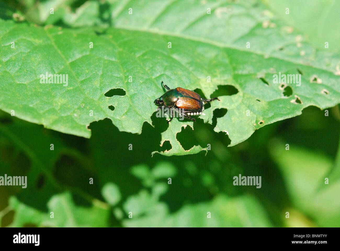 Damage to plant from Japanese Beetle Stock Photo - Alamy