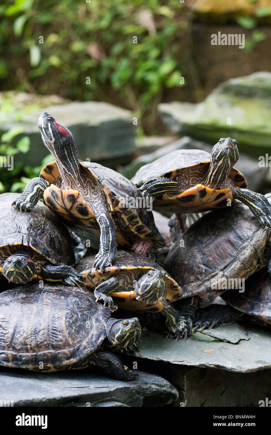 Red eared terrapin hi-res stock photography and images - Alamy