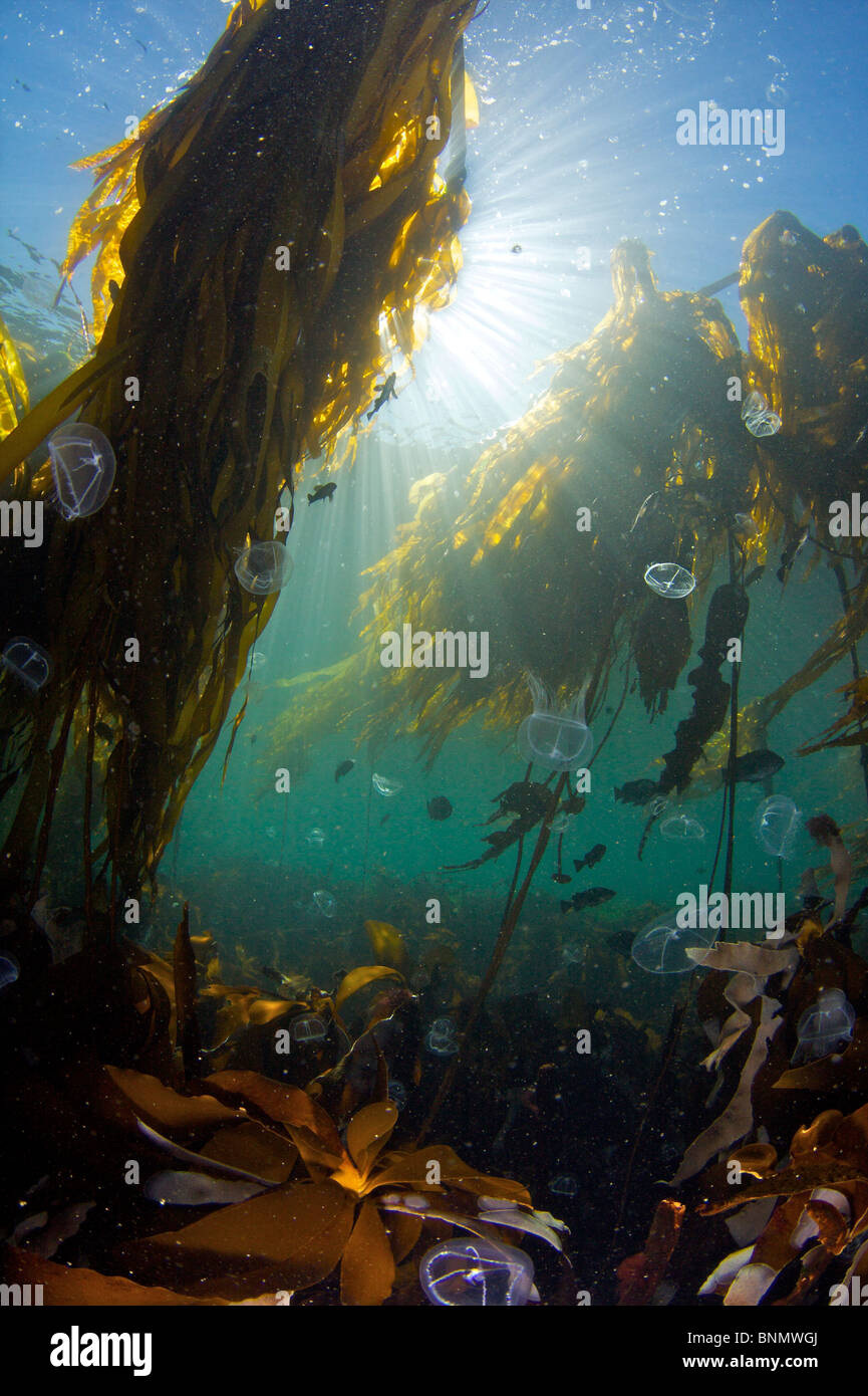 Vancouver Island British Columbia Canada diving in Port Hardy Stock ...