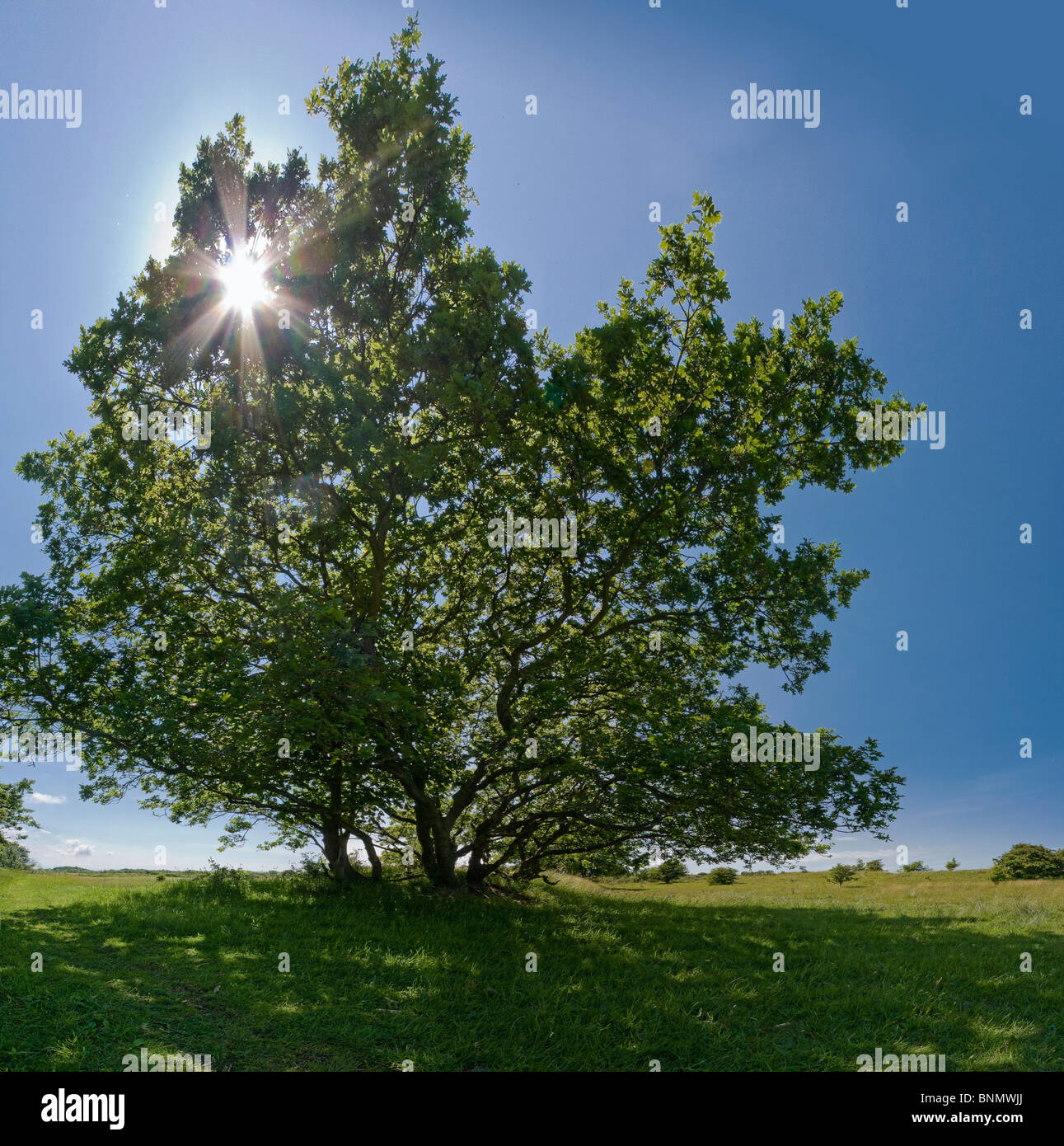 Netherlands Holland Noord-Holland Egmond aan de Hoef Landscape Forest ...