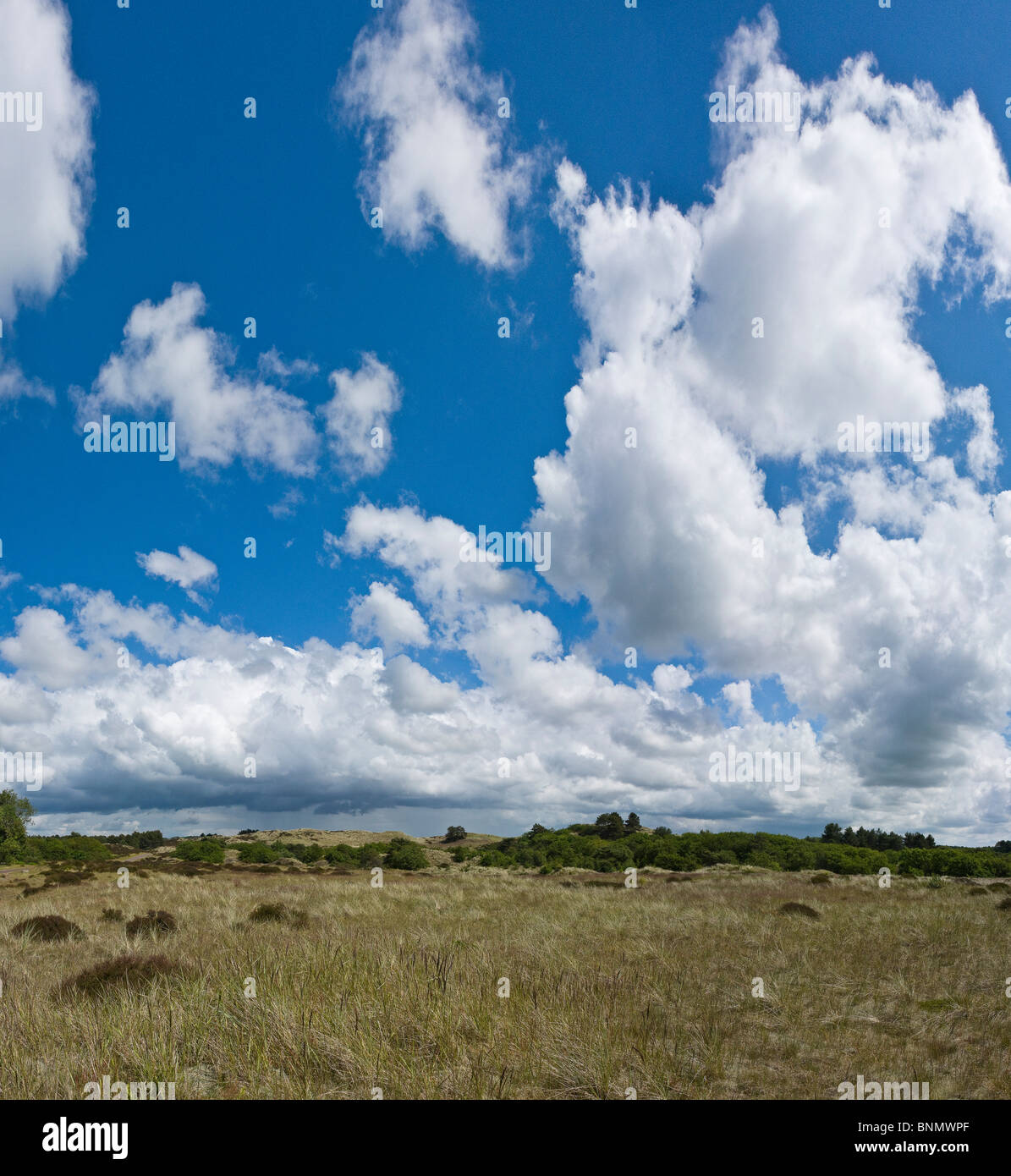 Netherlands Holland Noord-Holland Bergen aan Zee Landscape Summer ...