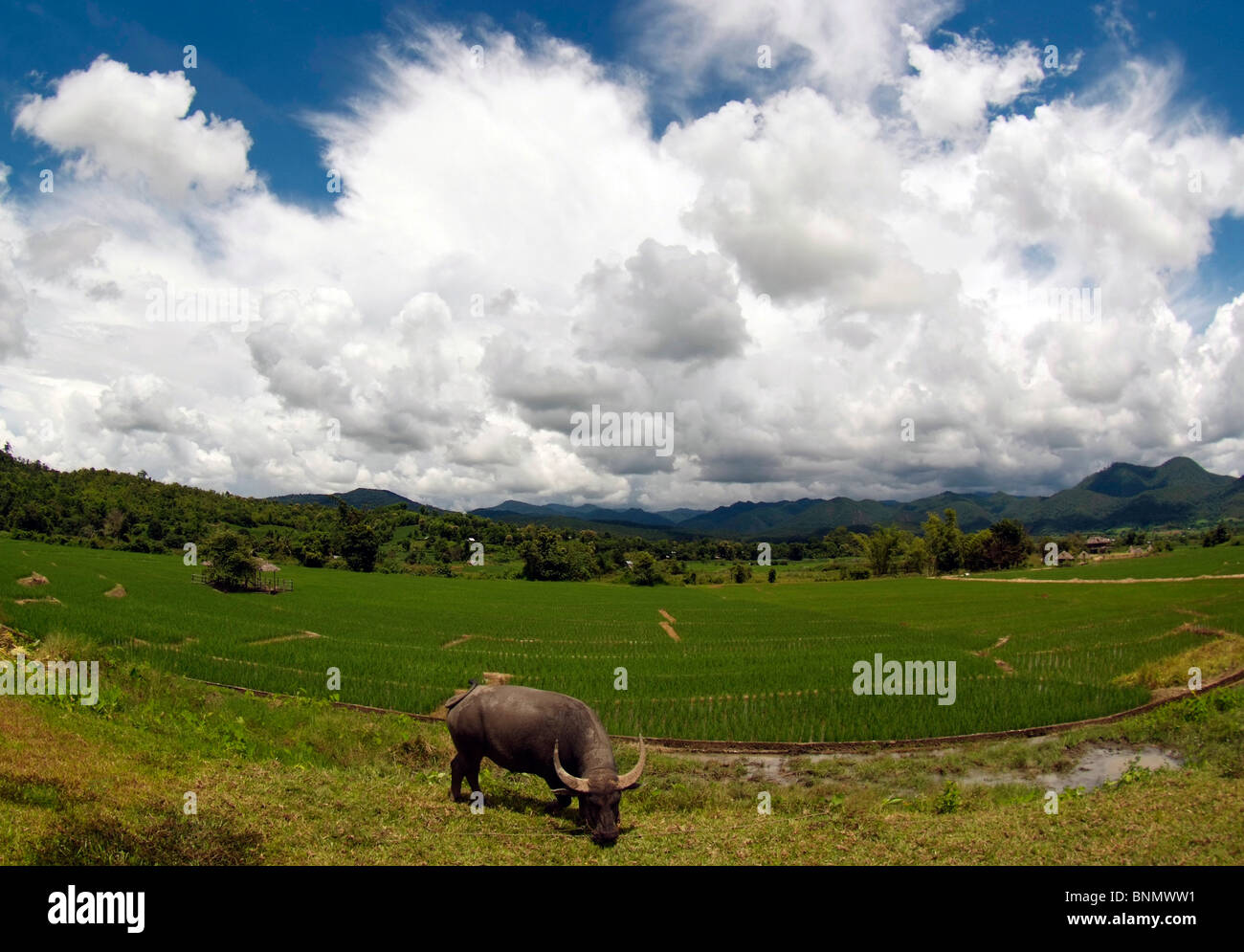 water buffalo in rice field,Thailand Stock Photo - Alamy