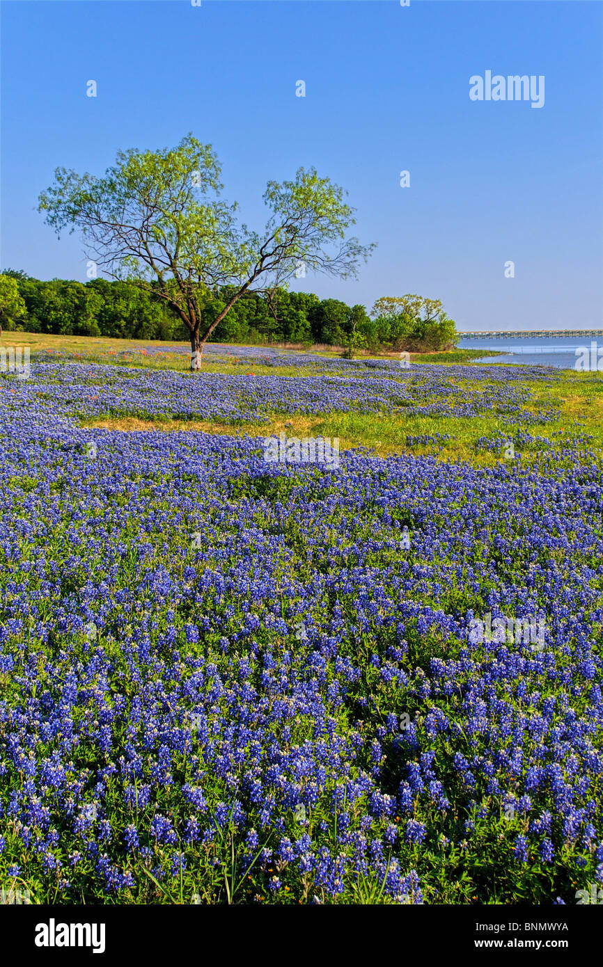 Texas Ennis bluebonnets flowers field landscape blue Stock Photo - Alamy