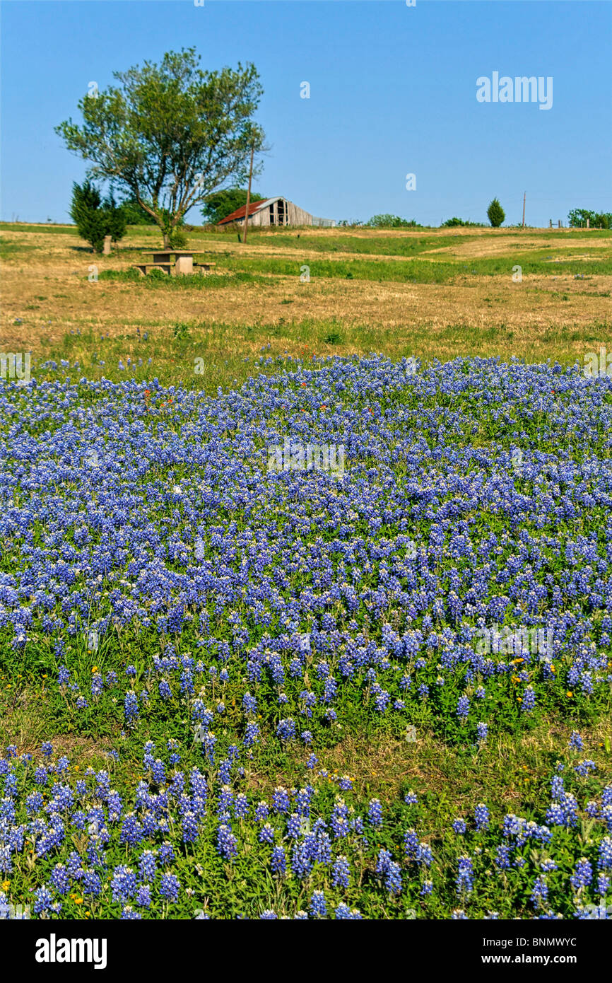 Texas Ennis bluebonnets flowers field landscape blue Stock Photo - Alamy