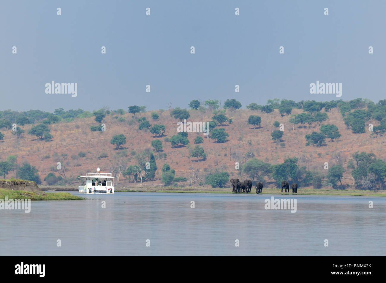 Chobe National Park Kasane Botswana Africa elephants boat river Stock ...