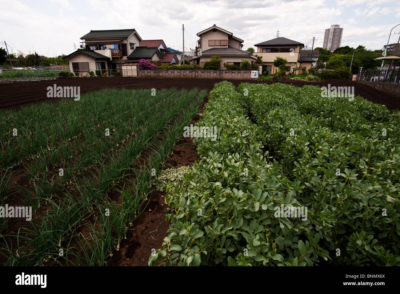 Japan Urban Agriculture High Resolution Stock Photography and Images ...