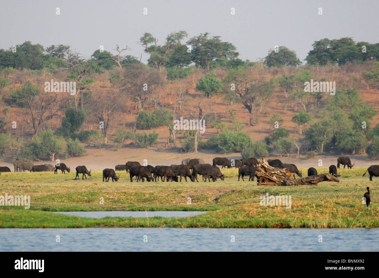 African Buffalos Syncerus caffer Chobe River Chobe National Park Kasane ...