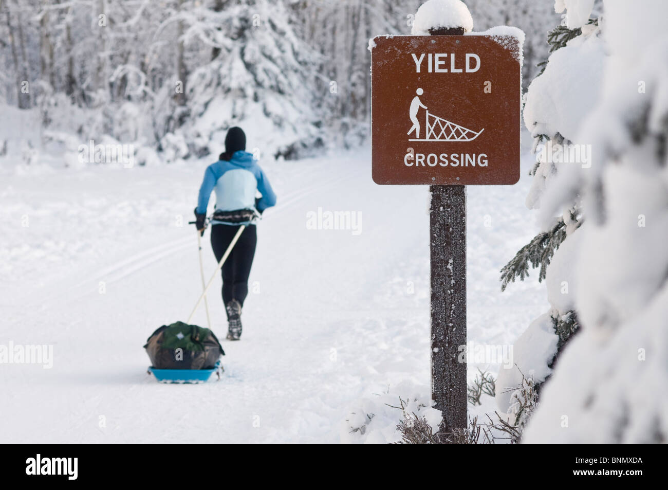 Woman running and pulling a sled in winter, Anchorage, Alaska Stock ...