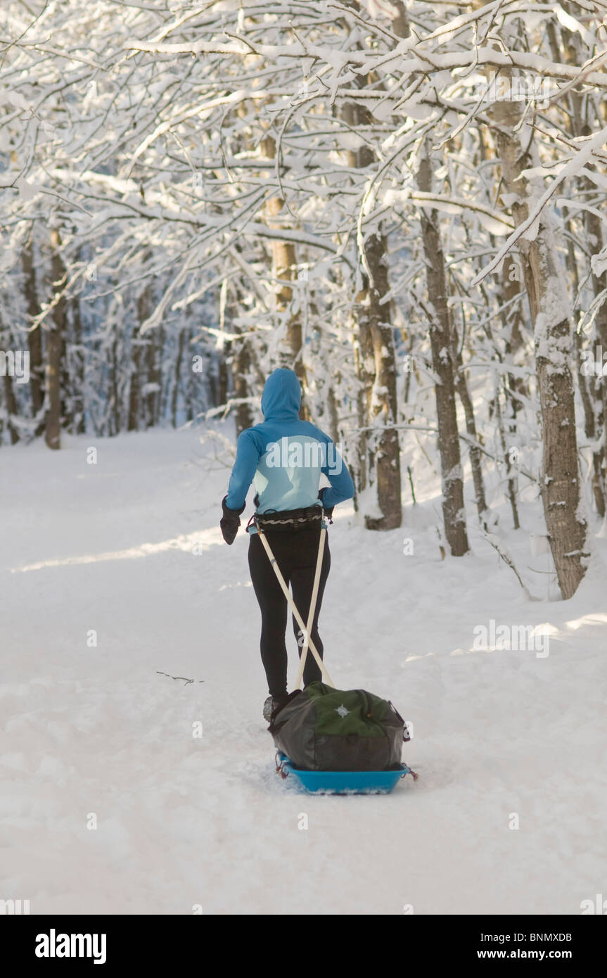 Woman running and pulling a sled in winter, Anchorage, Alaska Stock ...