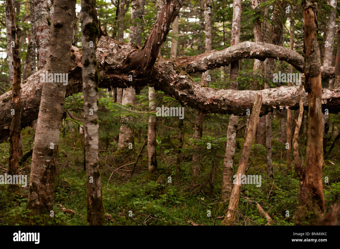 An ancient birch among younger birch and spruce in the Yatsugatake ...
