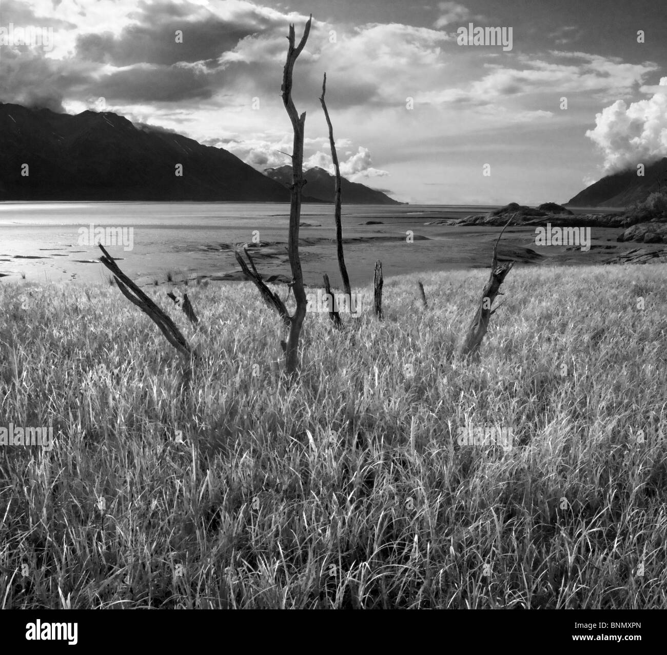 Sedge grasses and snag tree along Turnagain Arm at low tide, Alaska ...