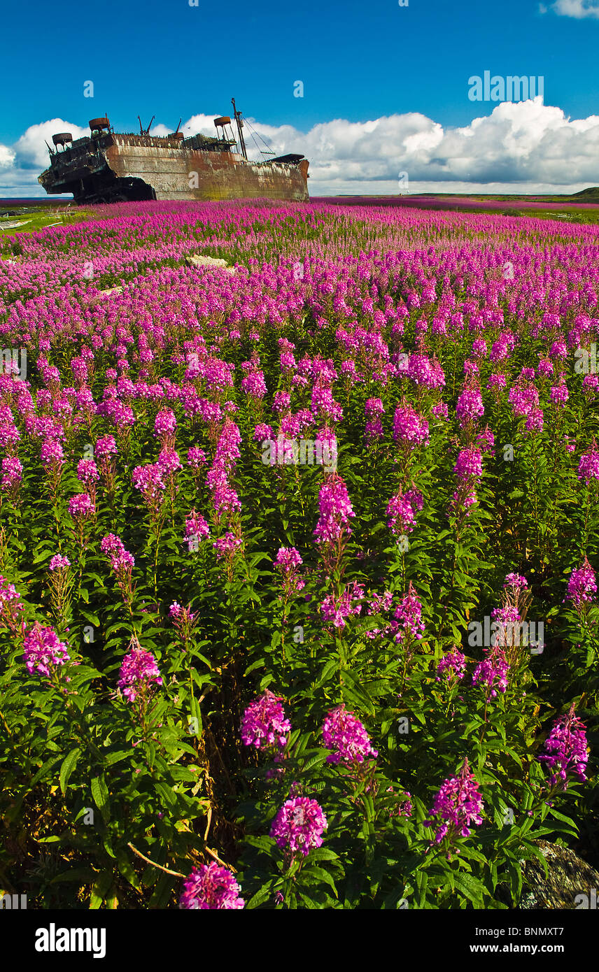 Ss rookery hi-res stock photography and images - Alamy