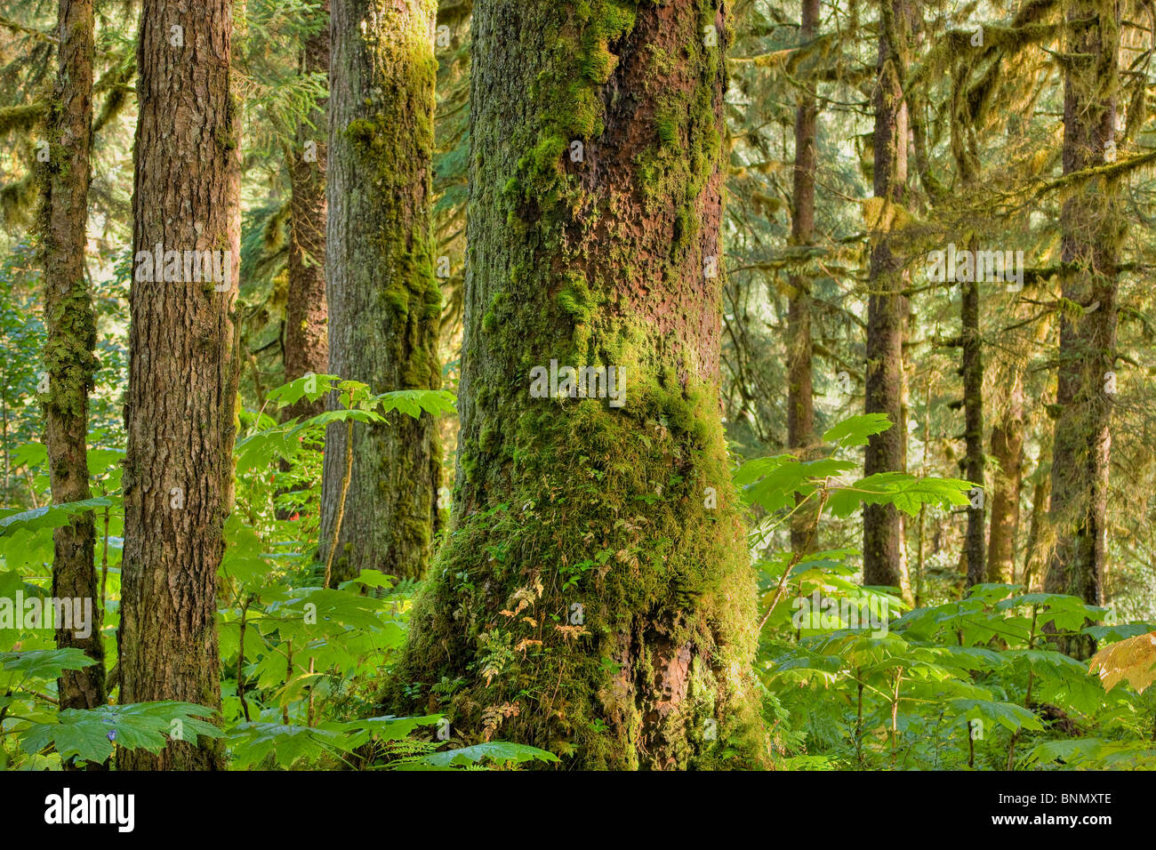 Moss and lichens cling to the trunks and limbs of old growth conifers ...